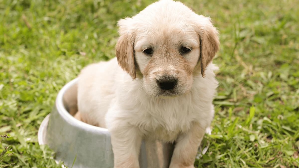 15 signs your dog might be afraid of you in certain situations