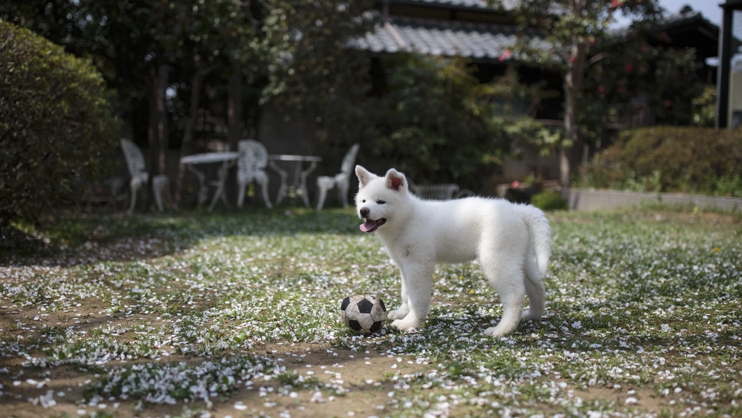 8 dog breeds known for unwavering loyalty