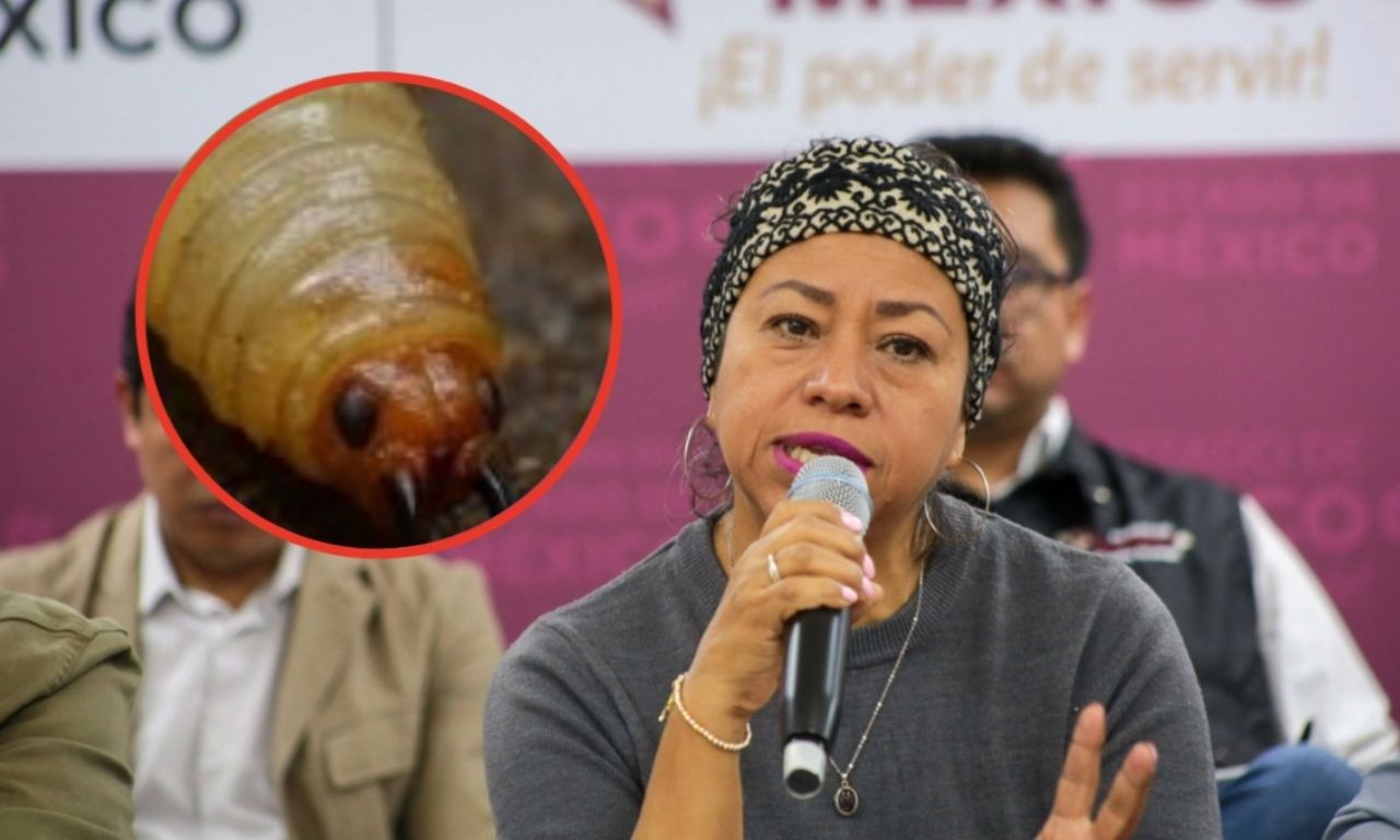 El 88 % de las infecciones por gusano barrenador han sido curadas en el ...