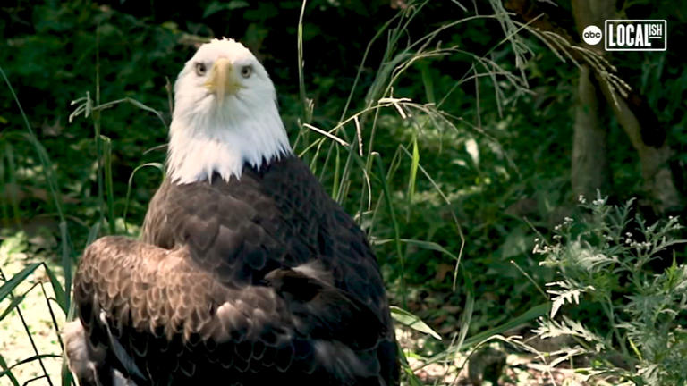 America's bird: Meet the bald eagles at Houston Zoo