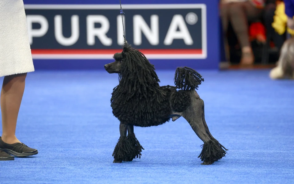 Miniature poodles: brains, beauty, and big hearts