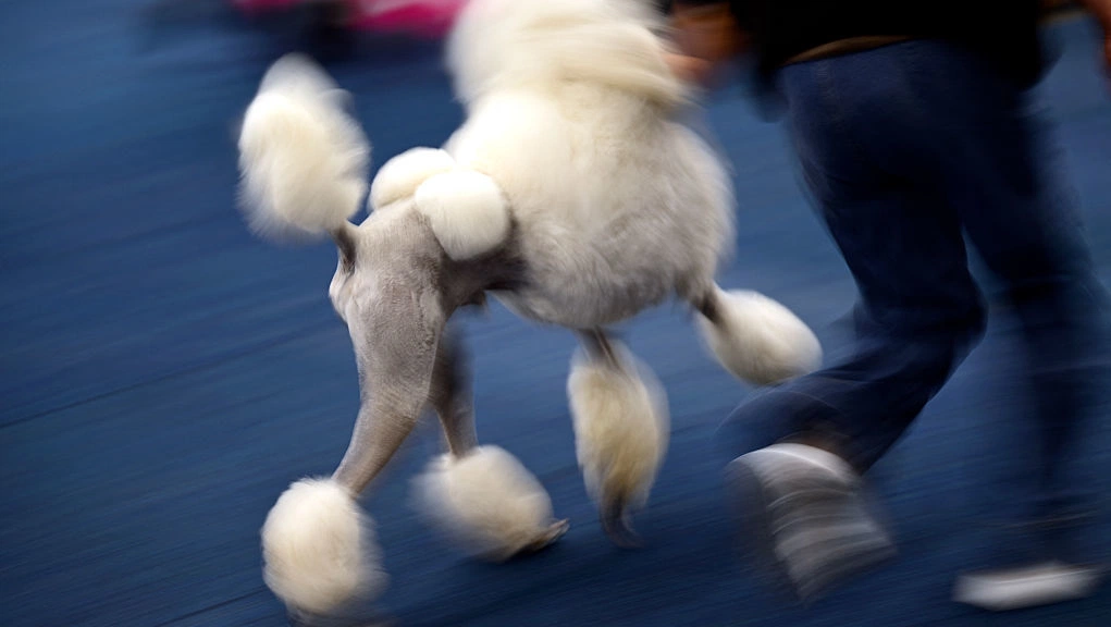 Miniature poodles: brains, beauty, and big hearts