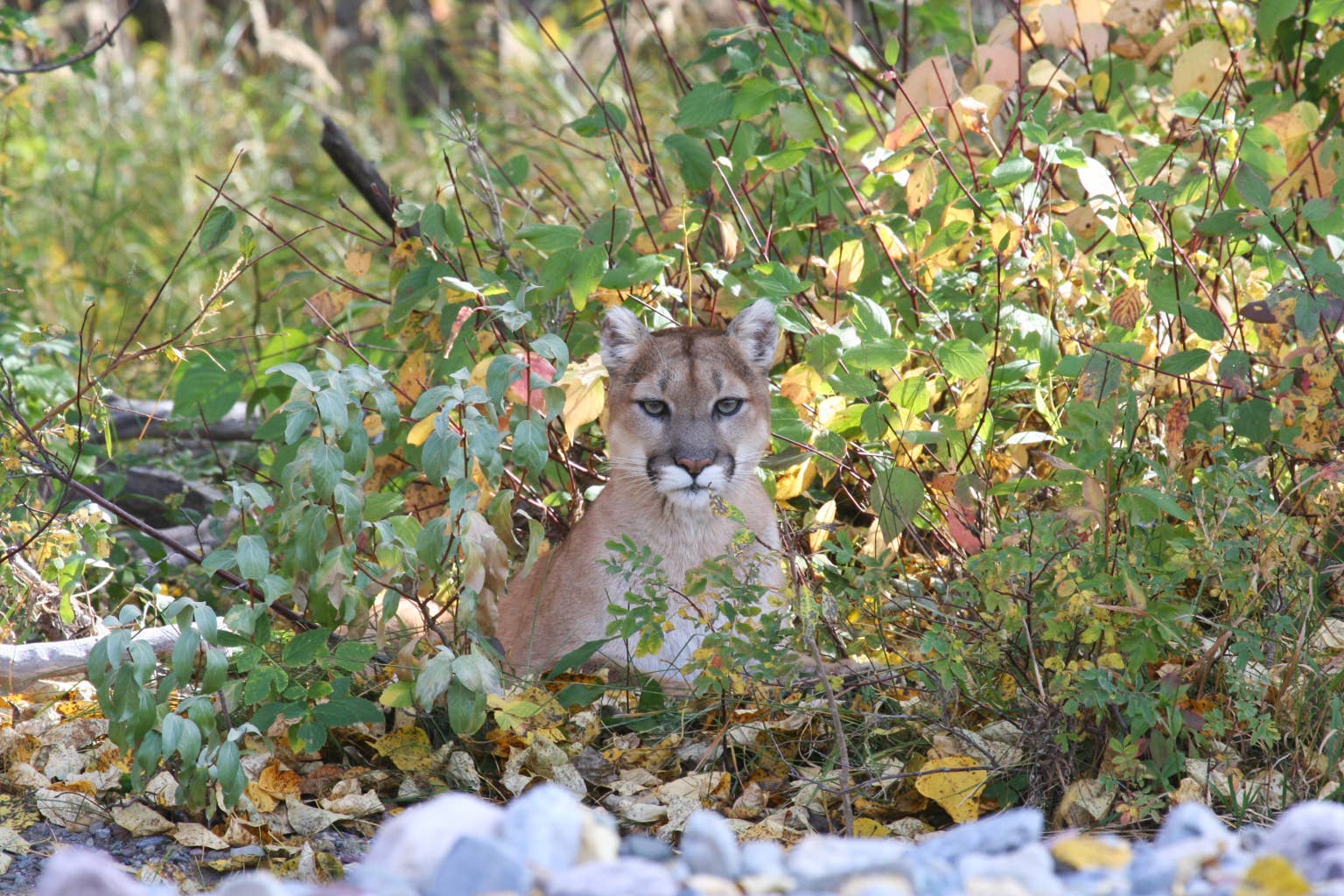 Mountain lion makes itself at home in Santa Monica backyard garden