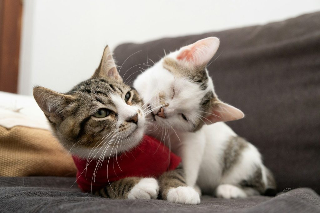 How bold little kittens learn to dominate older cats