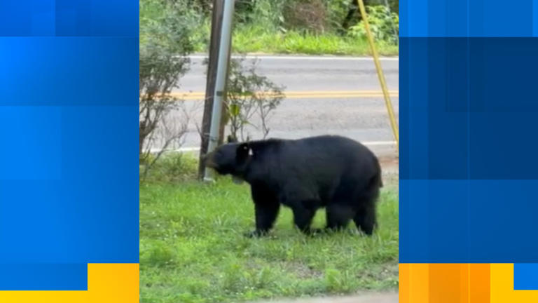 TWRA confirms collar on bear spotted in Maryville is actually tracking ...
