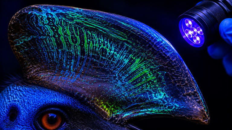 Uma das aves mais perigosas do mundo torna-se fluorescente sob luz ...