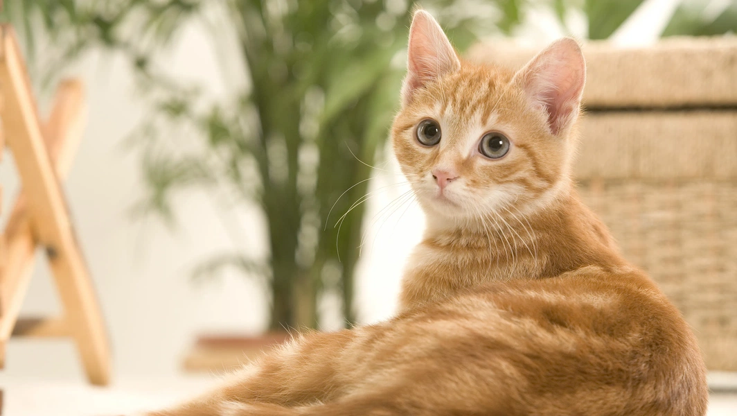 18 hilarious and heartwarming orange cat moments