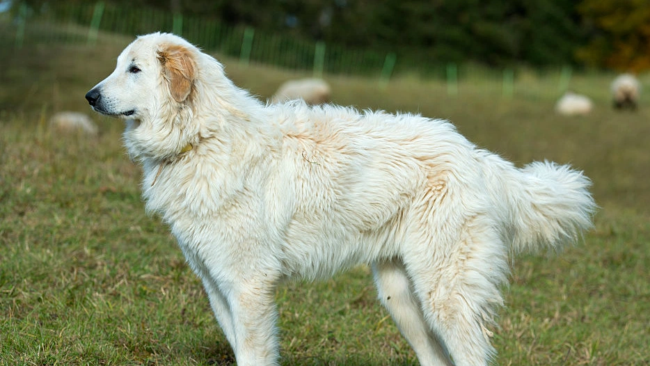 13 dog breeds naturally wary of strangers
