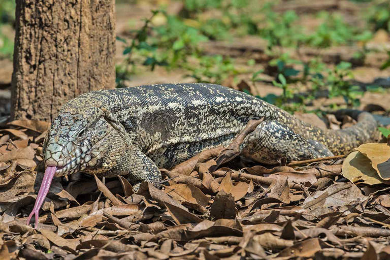 Georgia officials are urging residents to kill the invasive, fast ...