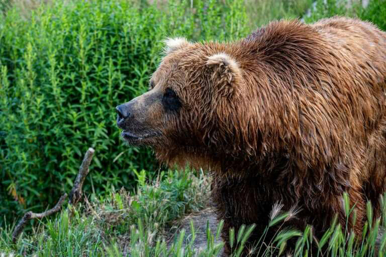 Bear shows hiker who is boss