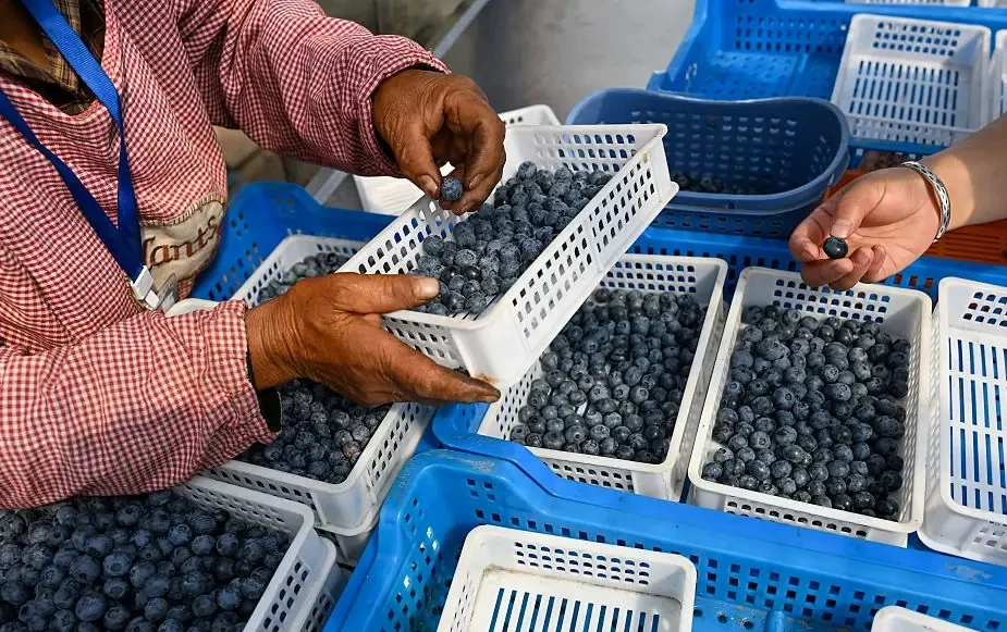 Blueberry secrets for taste and health