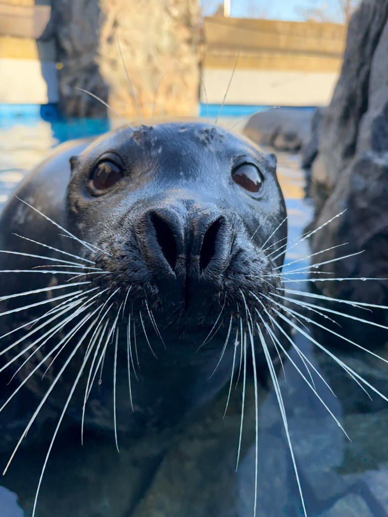 Mystic Aquarium announces death of harbor seal Spanky