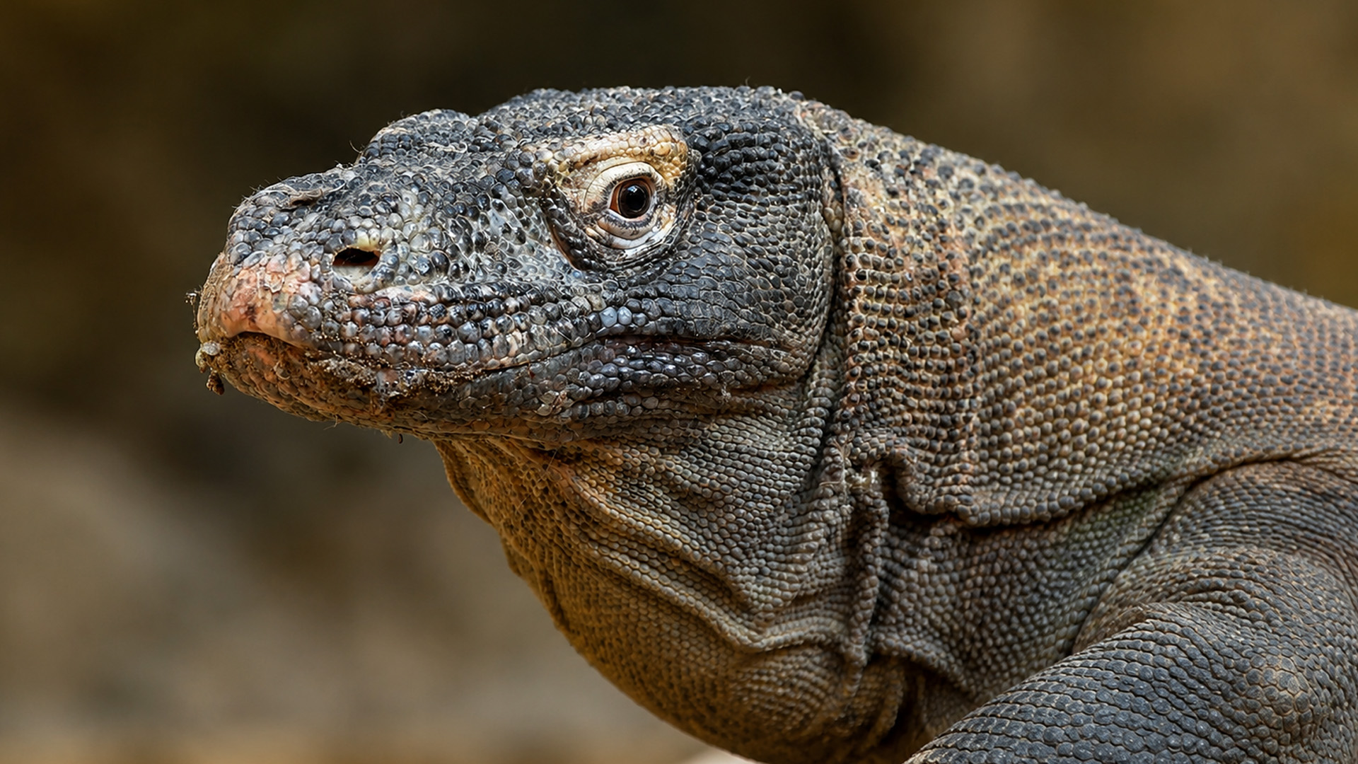 This ancient predator appeared in front of a hidden camera