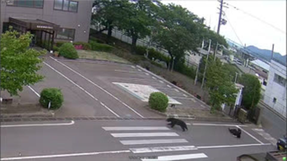 Video muestra cómo un oso ataca a una persona en Japón