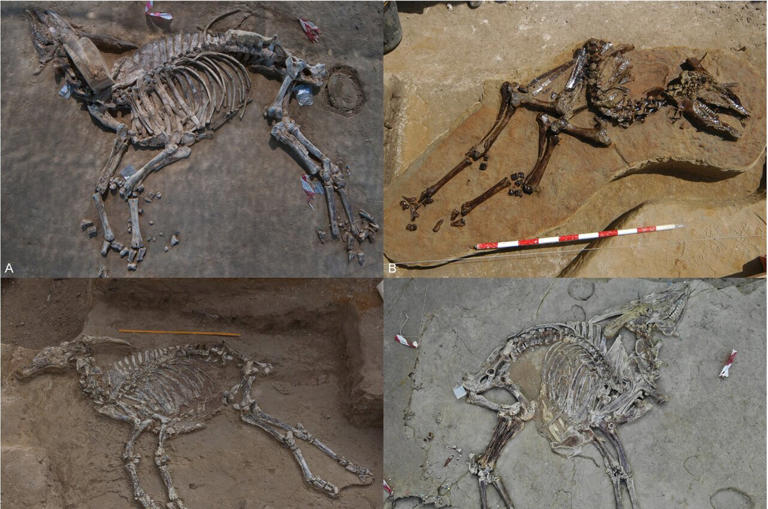 Half-ton early bovines roamed 4-million-year-old grasslands in Europe