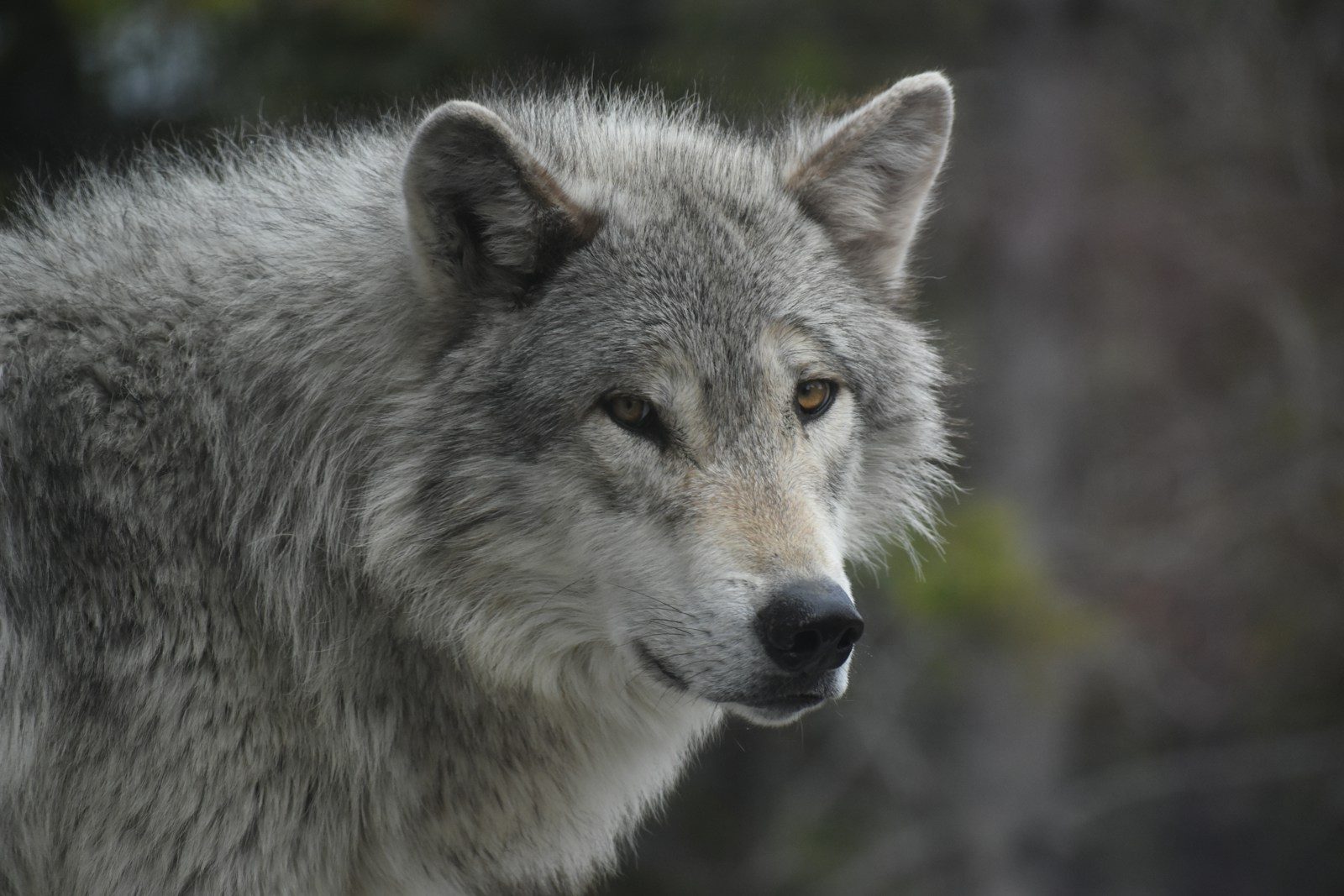 How scientists are using AI to understand Yellowstone’s wolves