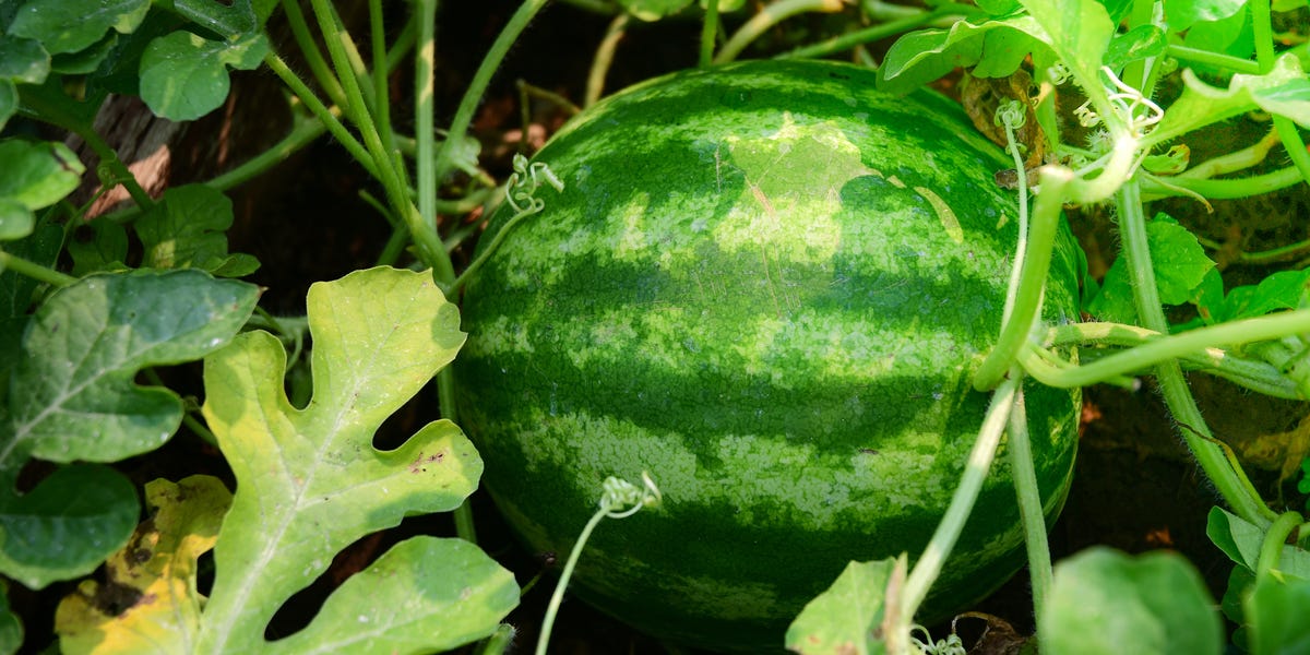 Yes, you can grow a watermelon in your own backyard