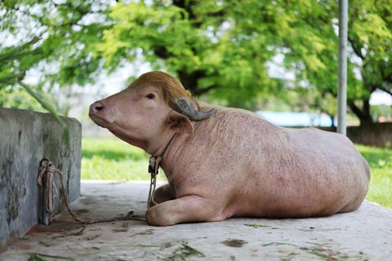 Zoo curator fired for comparing albino buffalo to Donald Trump