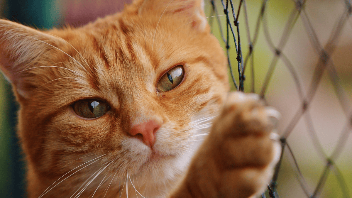 What type of cat are you according to your birth month?
