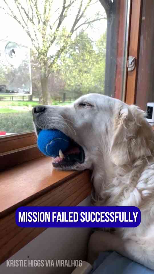 Dog falls asleep while fetching