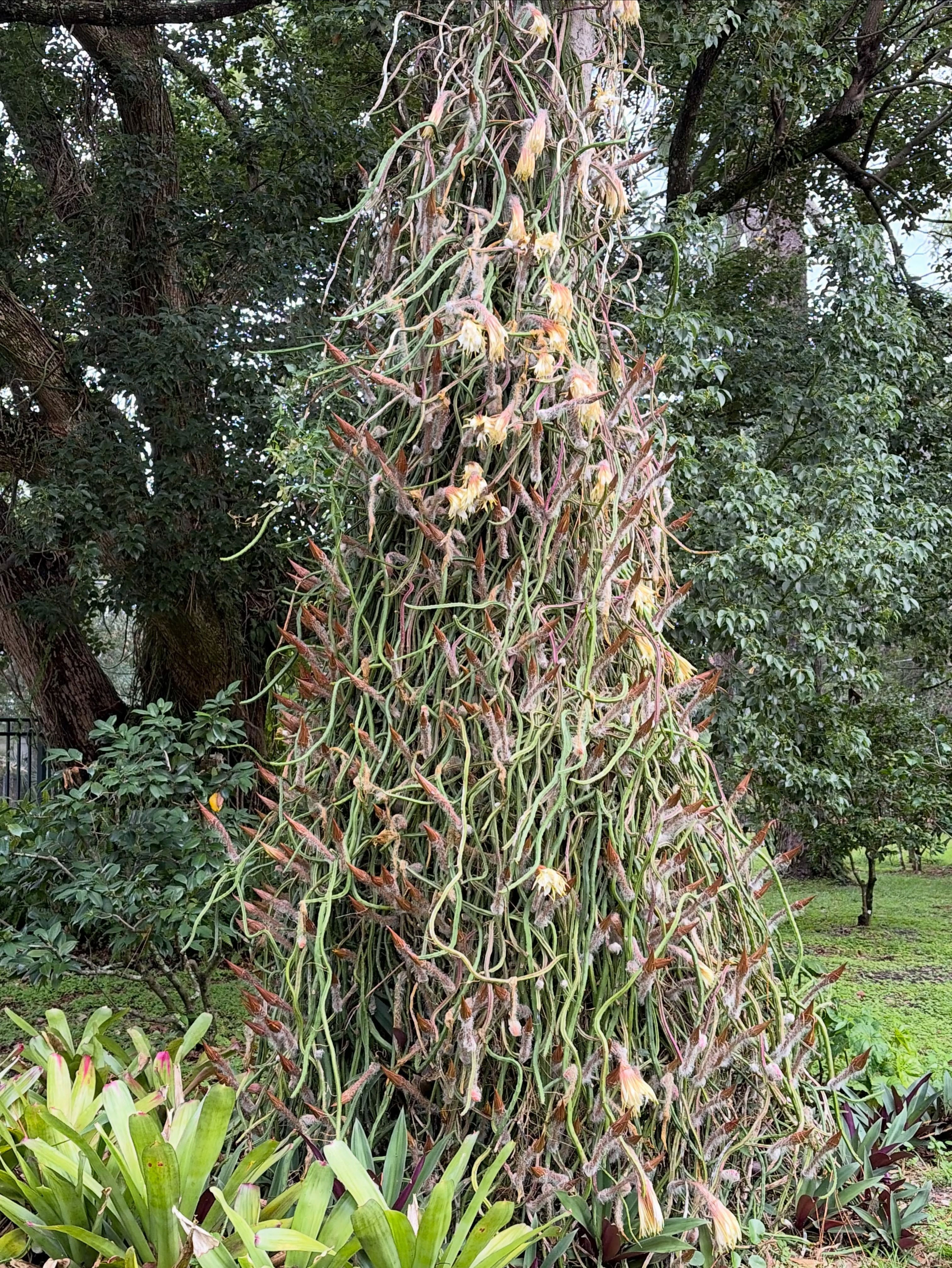 Don't miss the 'Queen of the Night' cactus bloom at Mead Botanical Garden