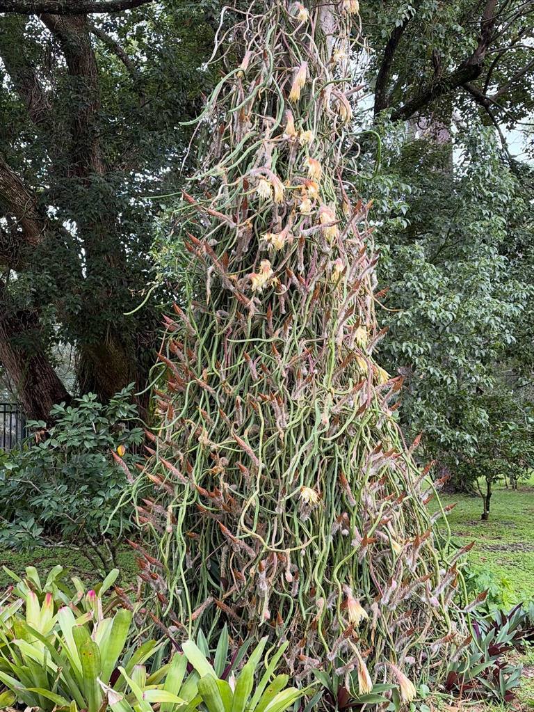 Don't miss the 'Queen of the Night' cactus bloom at Mead Botanical Garden