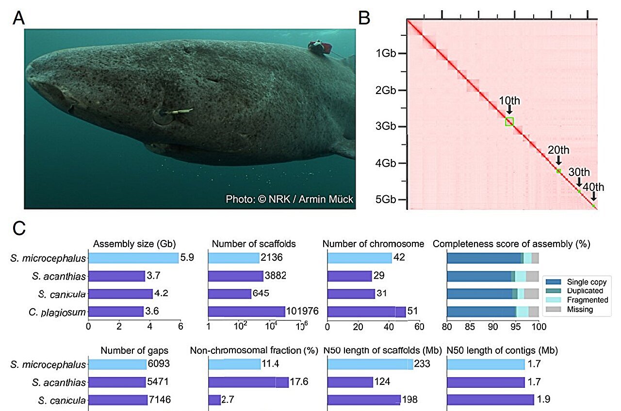 Greenland shark genome reveals clues to 400-year lifespan