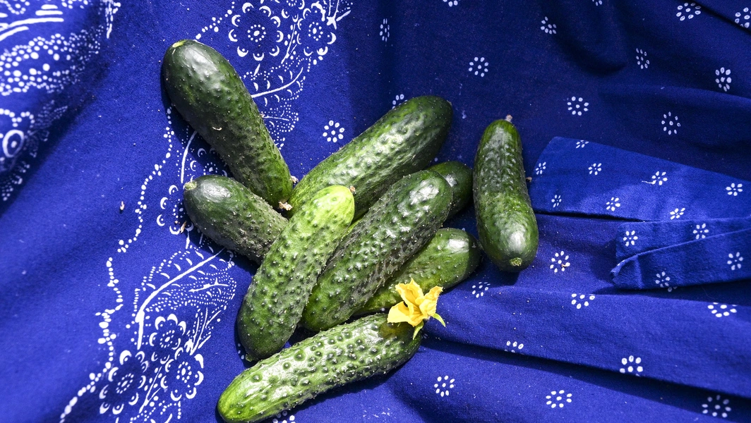 Daily cucumber consumption: Nutrition, benefits, and risks