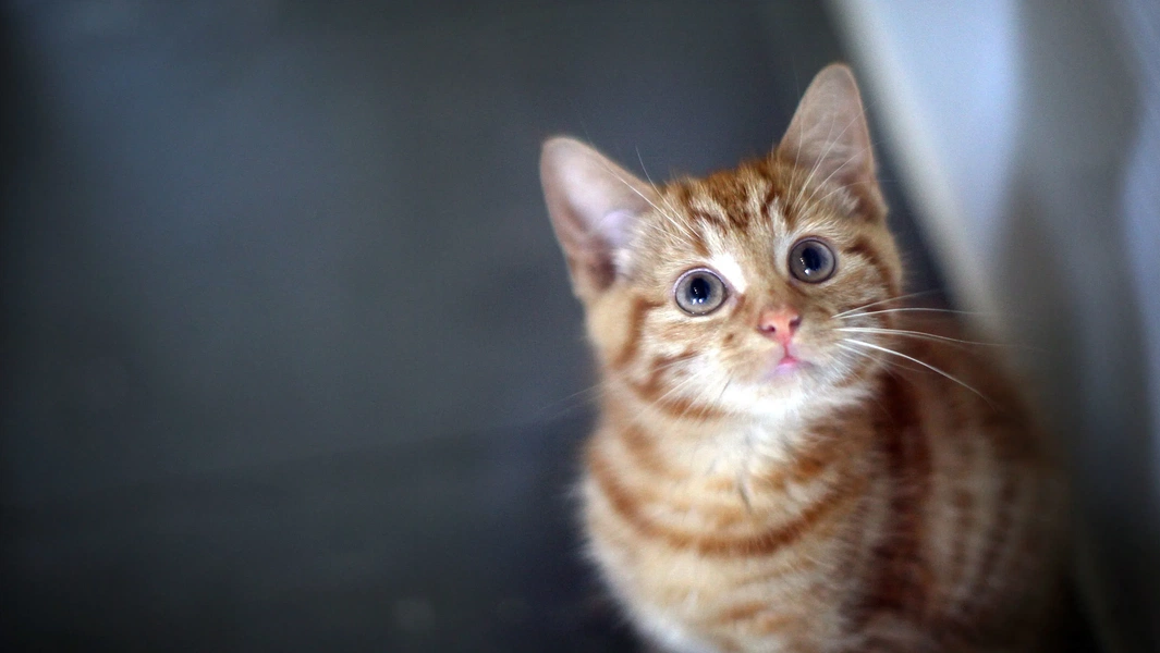 Understanding single kitten syndrome and feline social needs