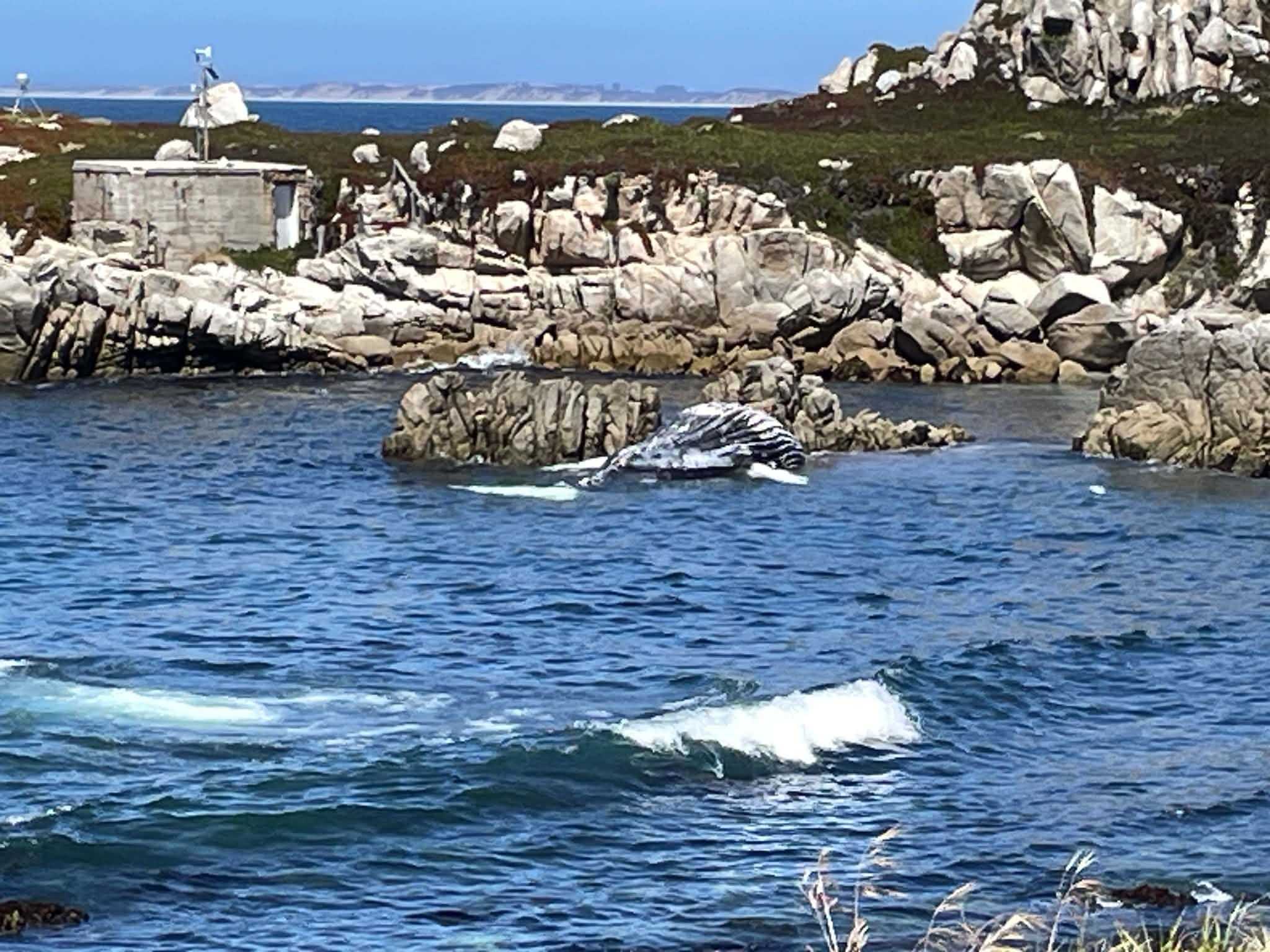 Predator concerns close Lovers Point Beach after whale found