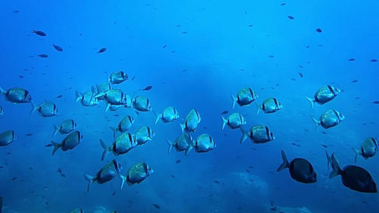 All hands on deck: the EU's €92 million bid for a global ocean ...