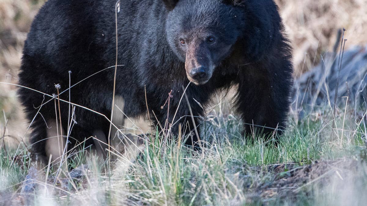 New video shows bear attack near Fukushima amid rising incidents in Japan