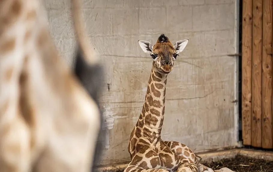 How Phoenix zoos are shaping conservation’s future