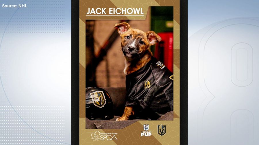 Meet 'Jack Eichowl,' the dog representing the Vegas Golden Knights ...