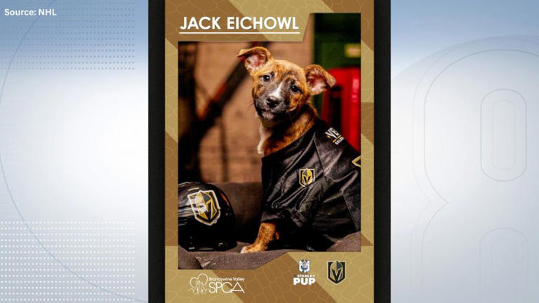 Meet 'Jack Eichowl,' the dog representing the Vegas Golden Knights ...