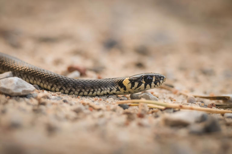« C'était effrayant » : des serpents s'invitent dans une rivière en ...