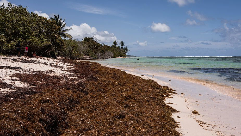 Record sargassum bloom spreads across Gulf and Caribbean shores