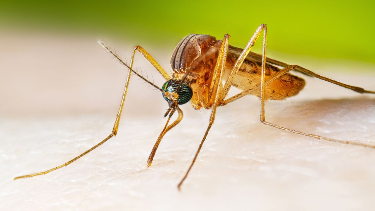 Google aims to release 64 million bacteria-laden mosquitoes in the US ...
