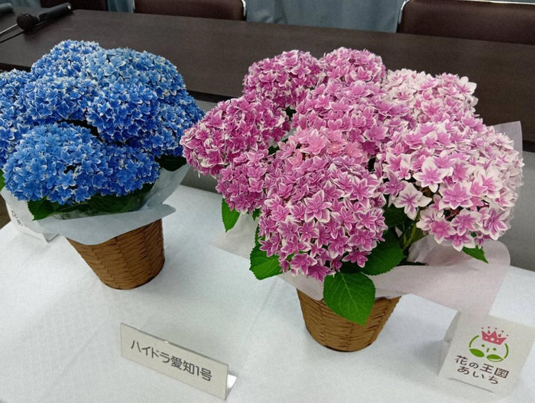 Aichi Pref., Japan's top hydrangea producer, develops 1st homegrown variety