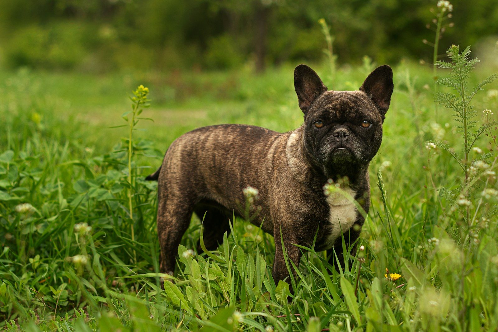 6 unforgettable animals from movies and television
