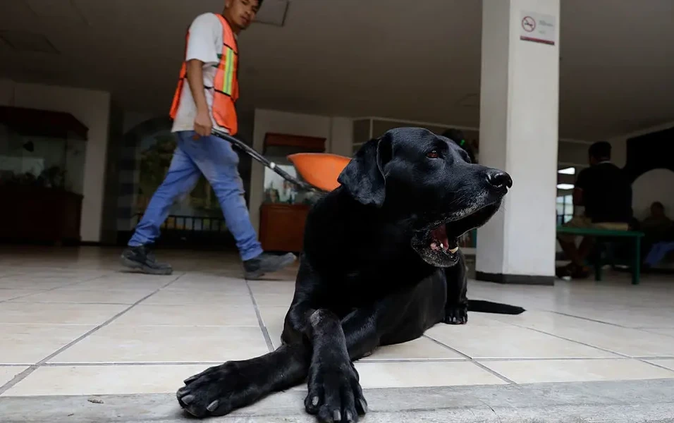 Scientists map 10 core dog emotions to improve care