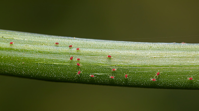 Get rid of spider mites with a simple DIY remedy that actually works