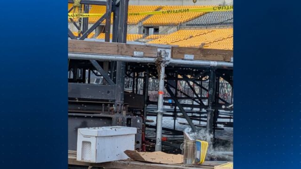Local apiary removes swarm of 15,000 honeybees found during stage setup ...