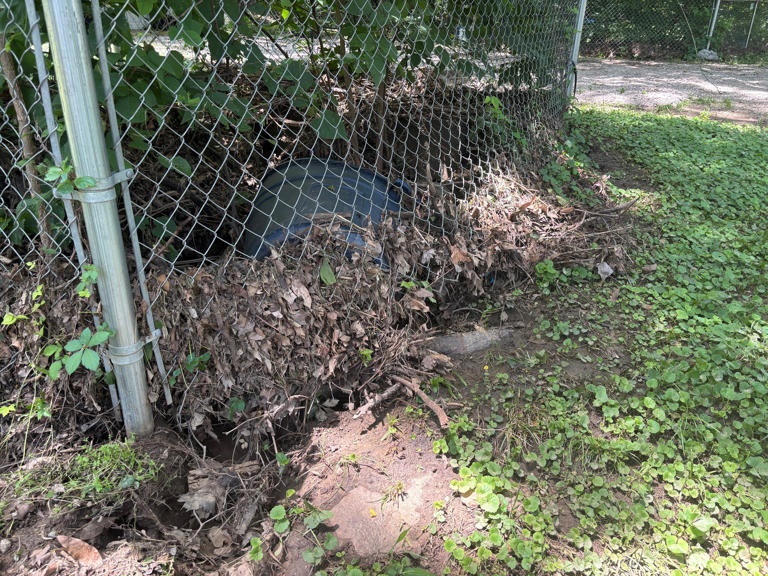 Northland nonprofit says clogged storm drain led to miniature horse’s death