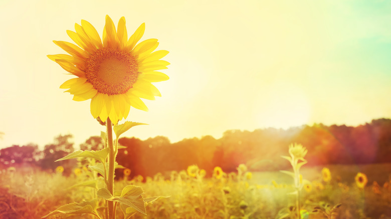 Avoidable mistakes everyone makes when growing sunflowers