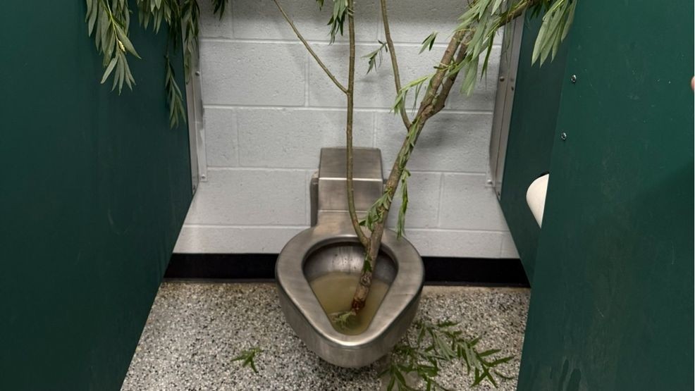 Tree shoved into toilet during vandalism at Mapleton park restroom