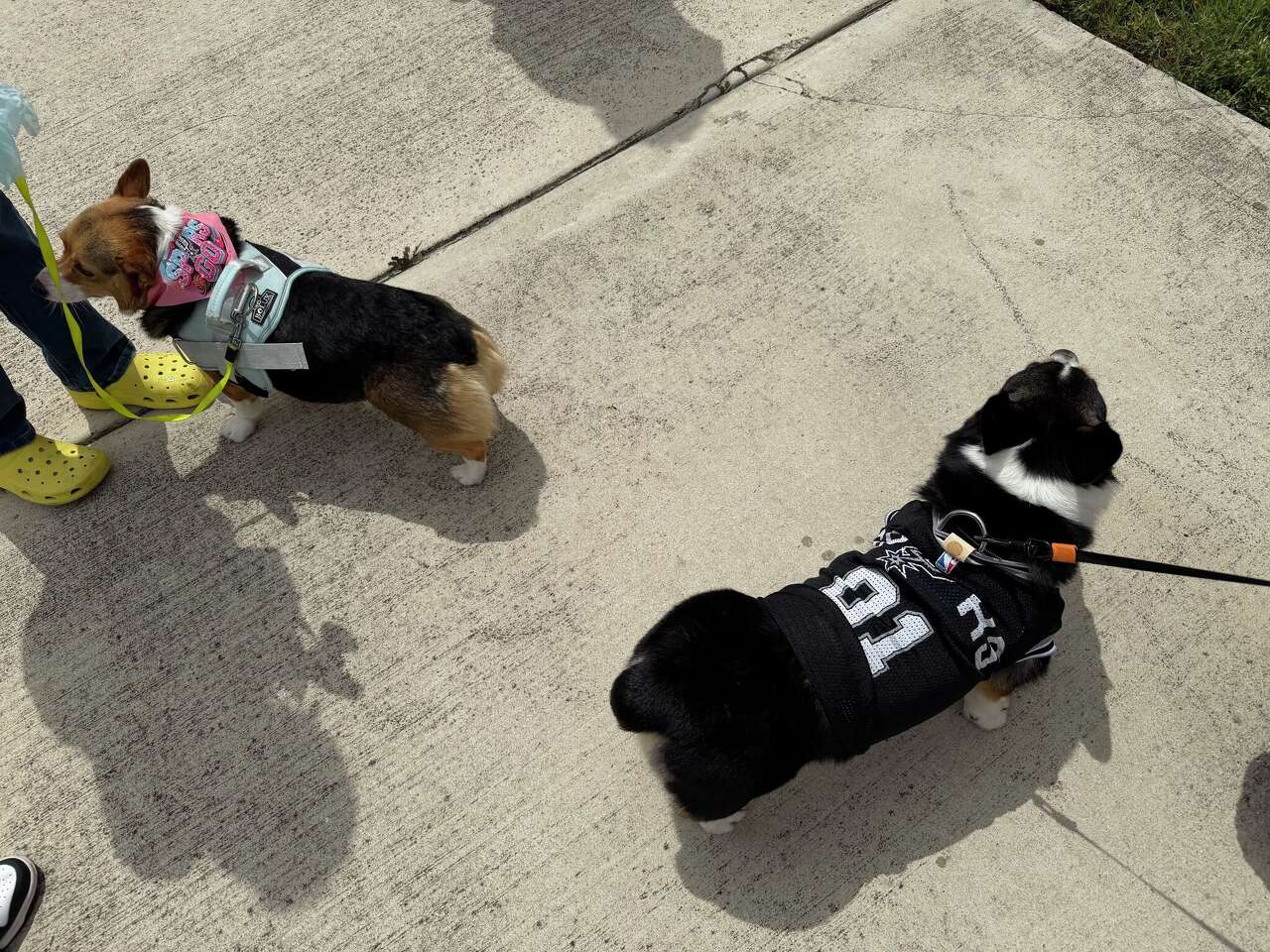 Air Corgi draws massive crowd as Spurs fans line up to meet good luck pup