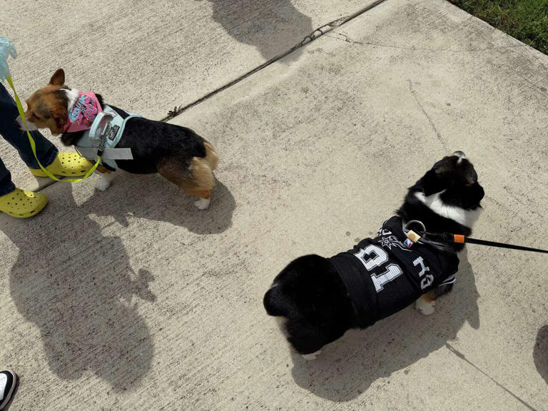 Air Corgi draws massive crowd as Spurs fans line up to meet good luck pup