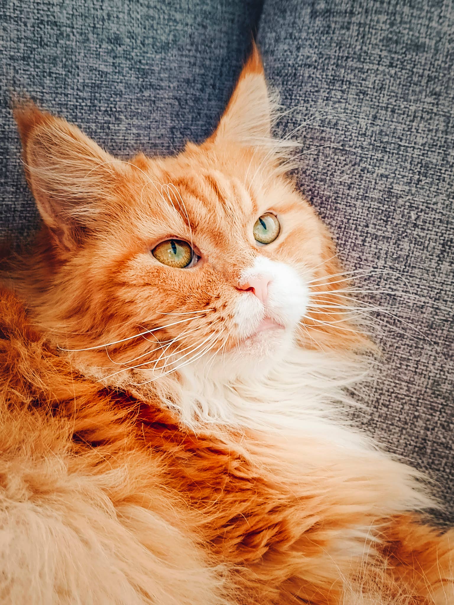 Kurama the Maine coon kitten masters TikTok scrolling with his human ...