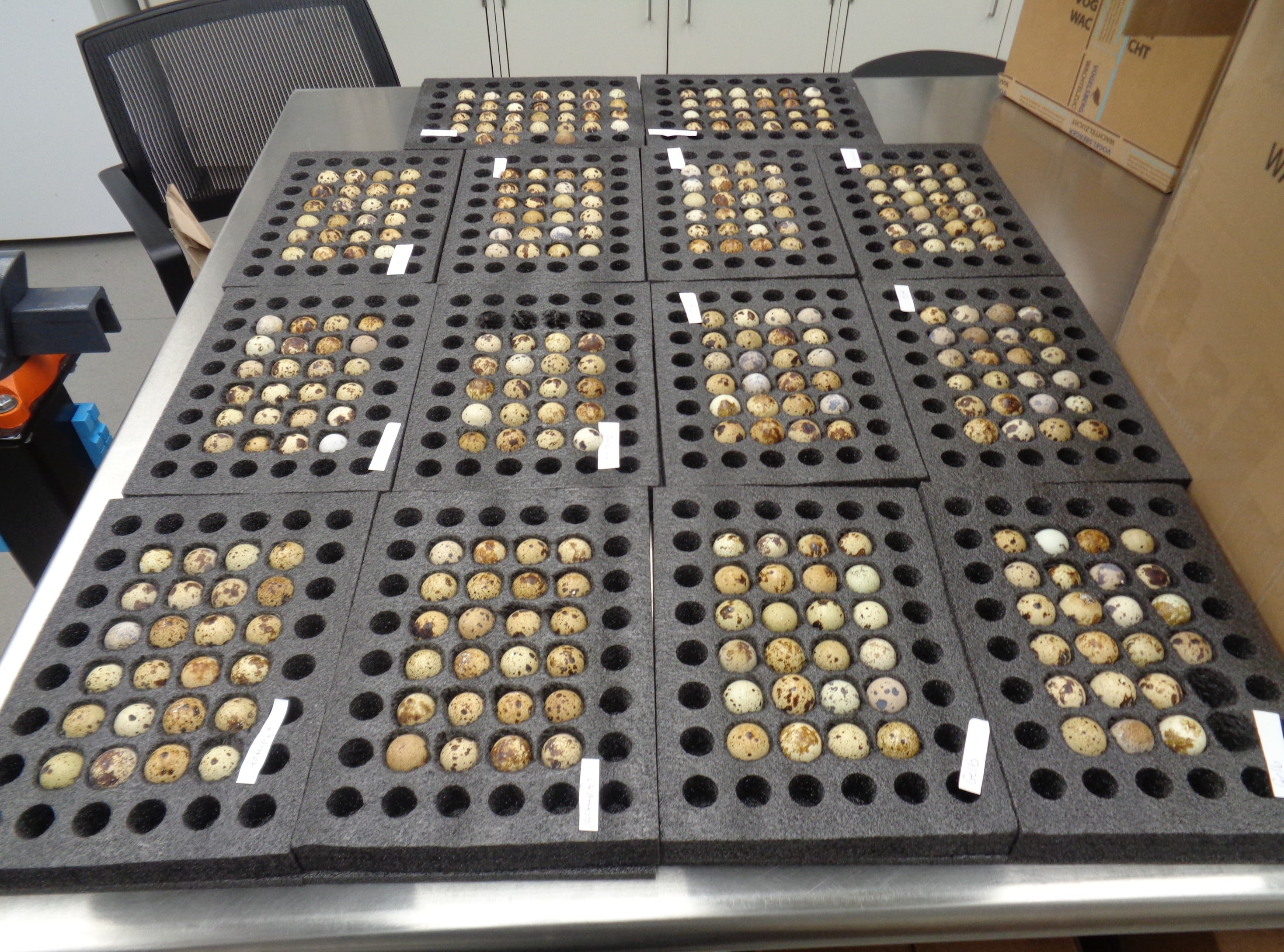 US Customs and Border Protection seizes over 300 hatching eggs in ...